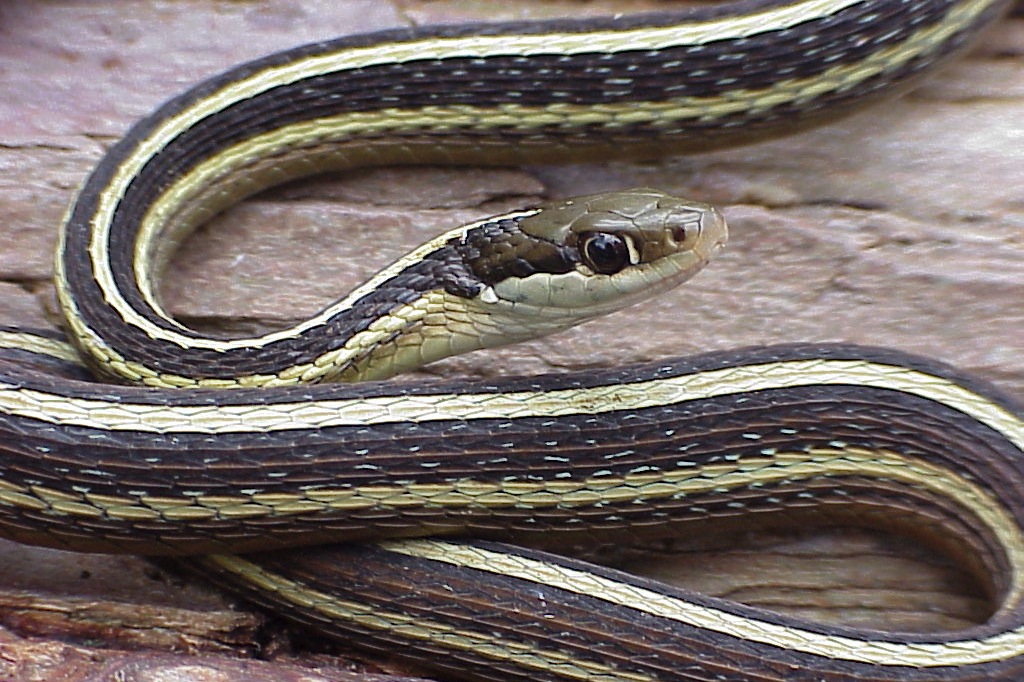 Eastern ribbon snake – snakes are cool